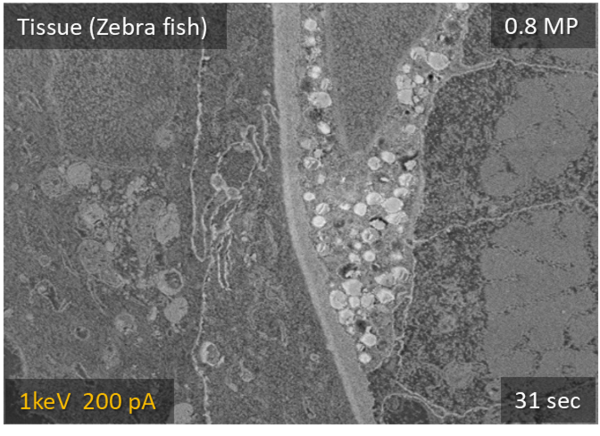 Switchable Gain Advanced BSD